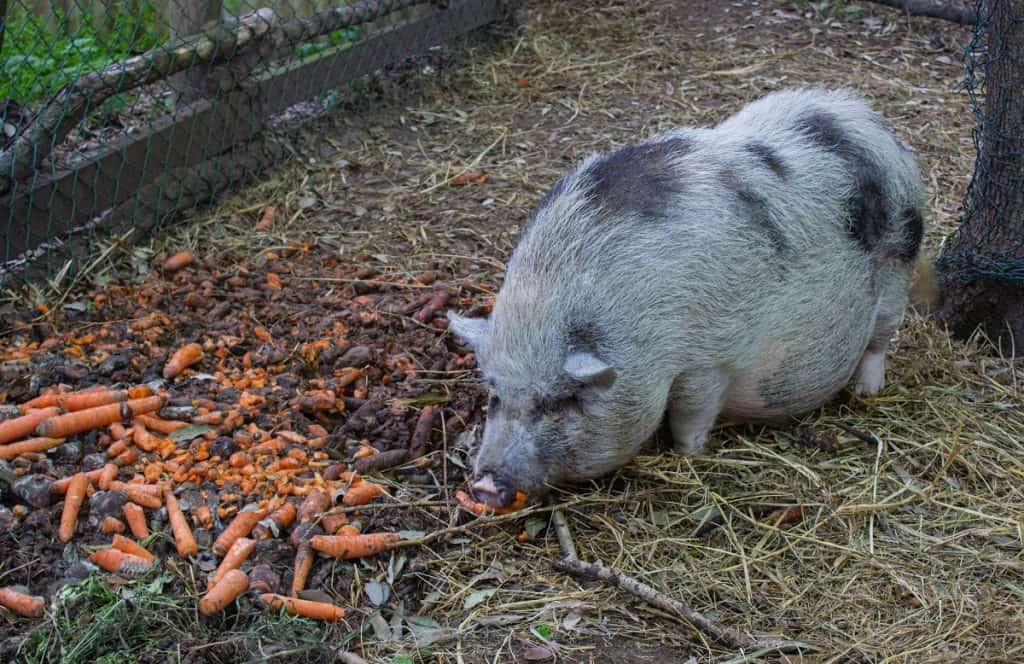 What Do Pigs Eat (And 6 Foods They Shouldn't Eat) - Airplane Tips